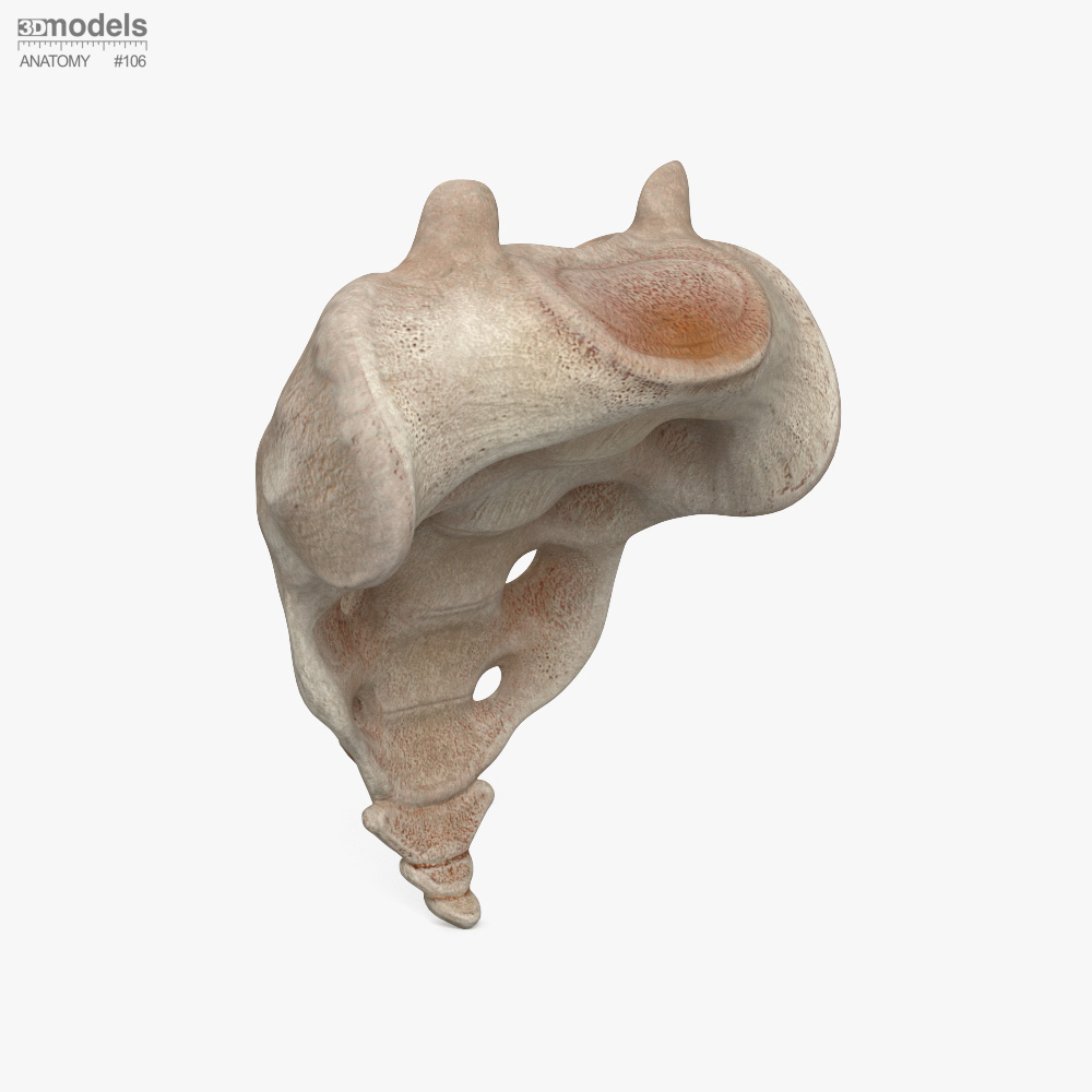 Human Sacrum Sacral Coccyx Bone 3D model - Download Human Skeleton on ...