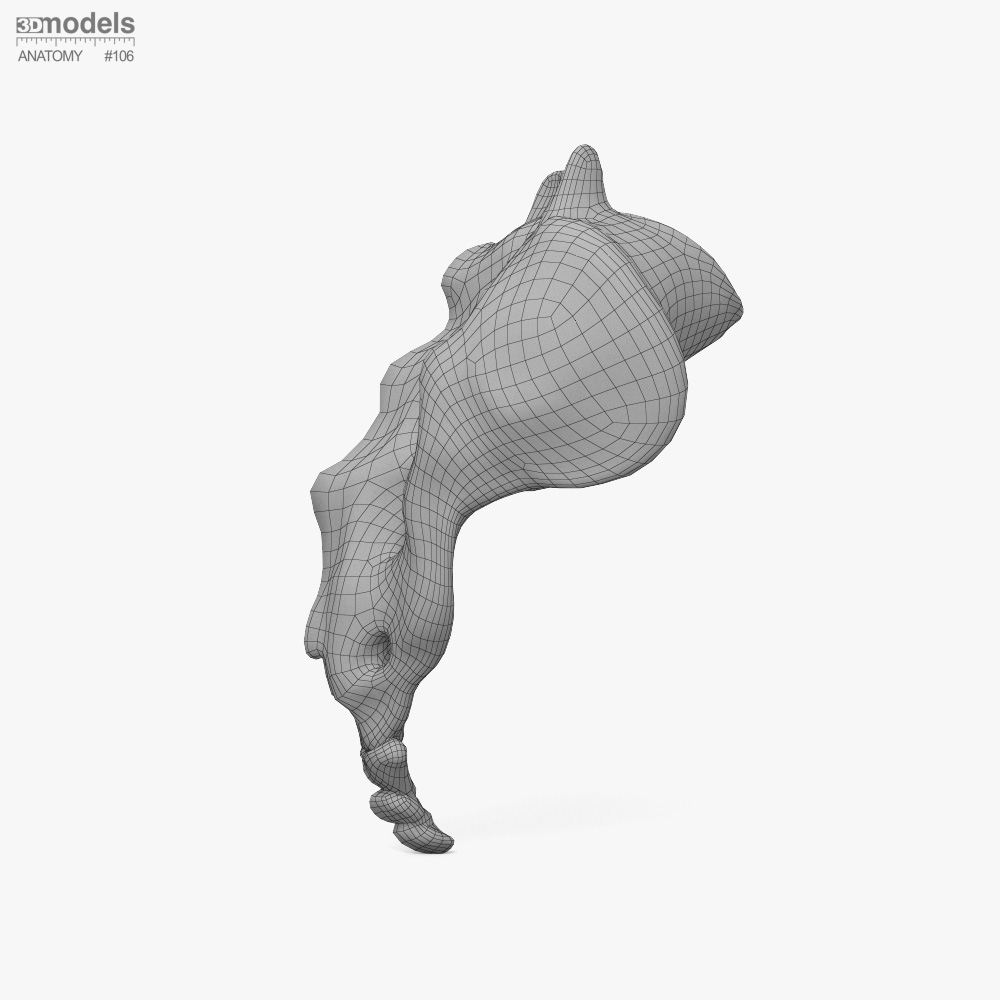 Human Sacrum Sacral Coccyx Bone 3D model - Download Human Skeleton on ...