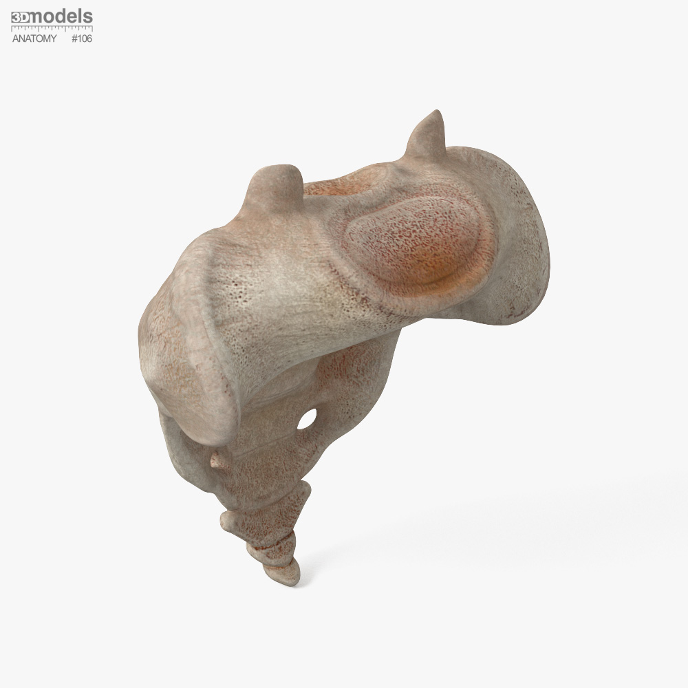 Human Sacrum Sacral Coccyx Bone 3D model - Download Human Skeleton on ...
