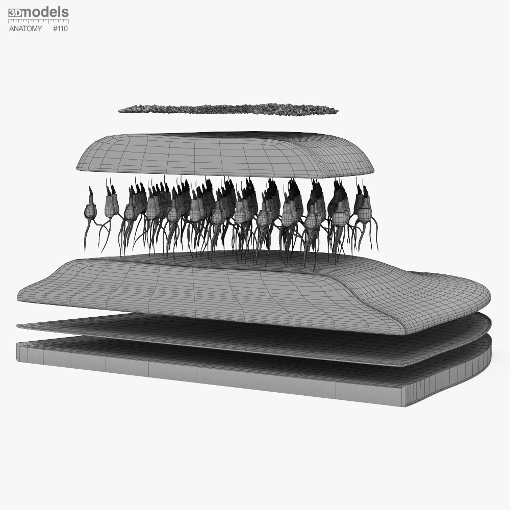 Human Macula Sacculi 3D model - Download Anatomy on 3DModels.org