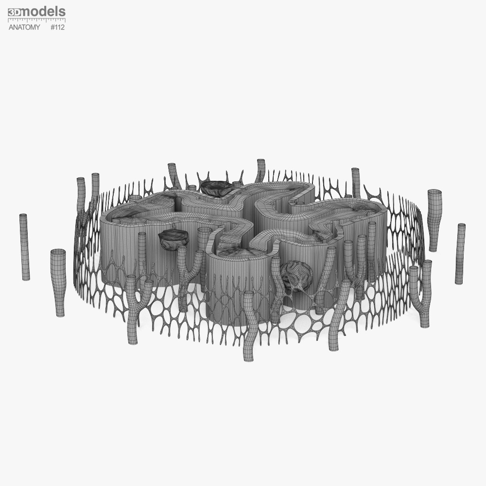 Human Digestive Canal Esophagus 3D model - Download Anatomy on 3DModels.org
