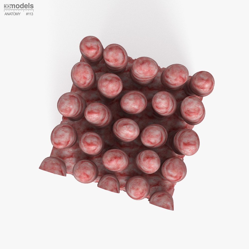 Épithélium de l’Intestin Grêle Humain Modèle 3D - Télécharger Anatomy ...