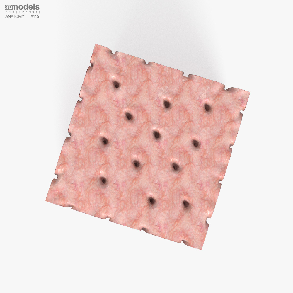 Human Large Intestine Epithelium 3D model - Download Anatomy on ...
