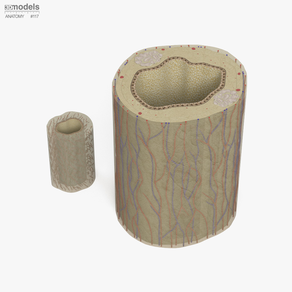 Human Bile Duct 3D model - Download Anatomy on 3DModels.org