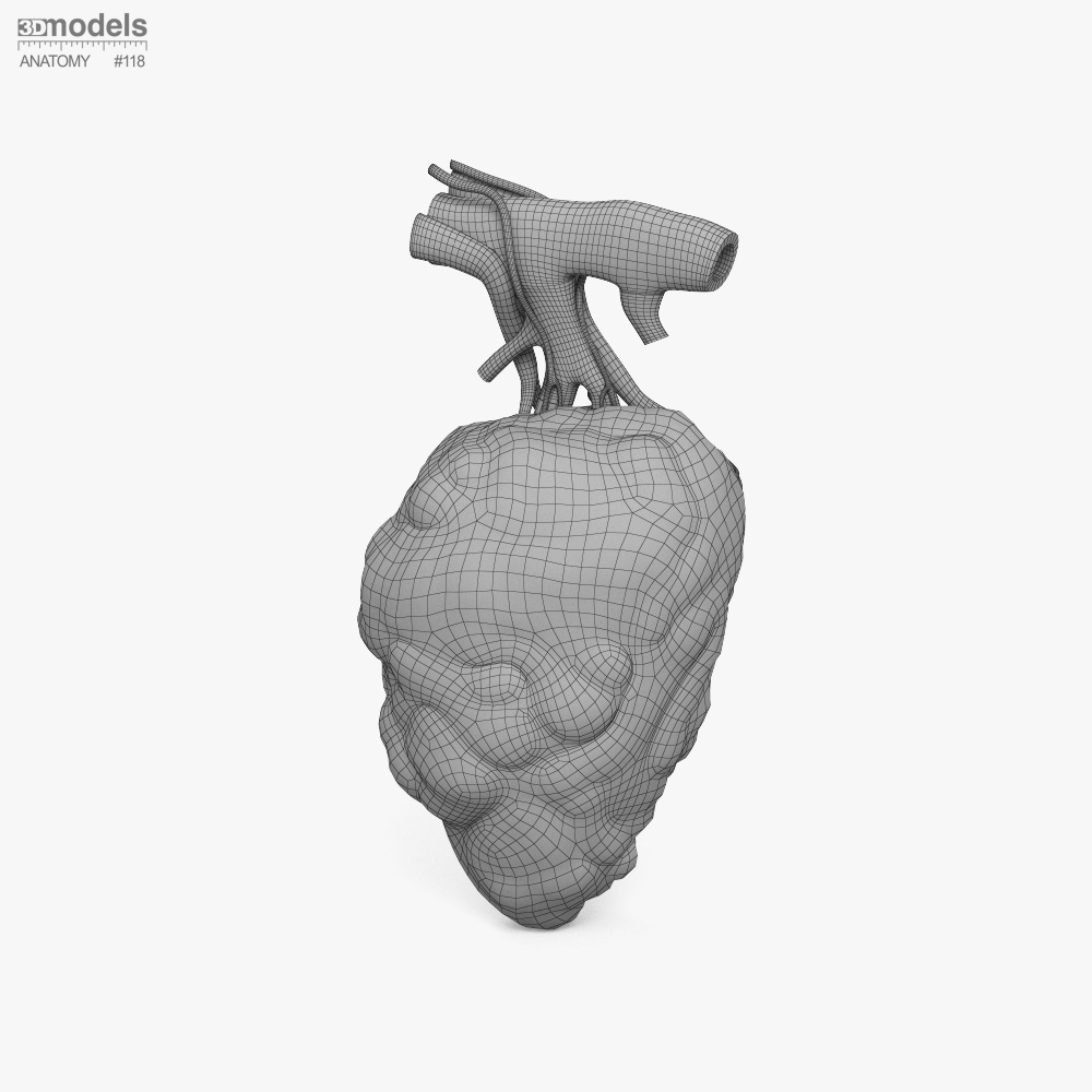 Human Digestive Parotid Gland 3D model - Download Anatomy on 3DModels.org