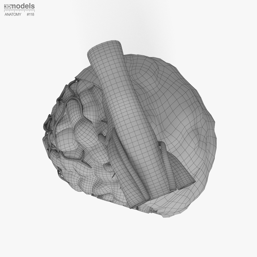 Human Digestive Parotid Gland 3D model - Download Anatomy on 3DModels.org