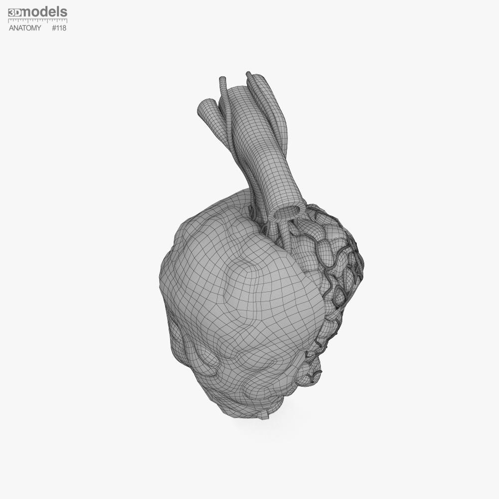 Human Digestive Parotid Gland 3D model - Download Anatomy on 3DModels.org