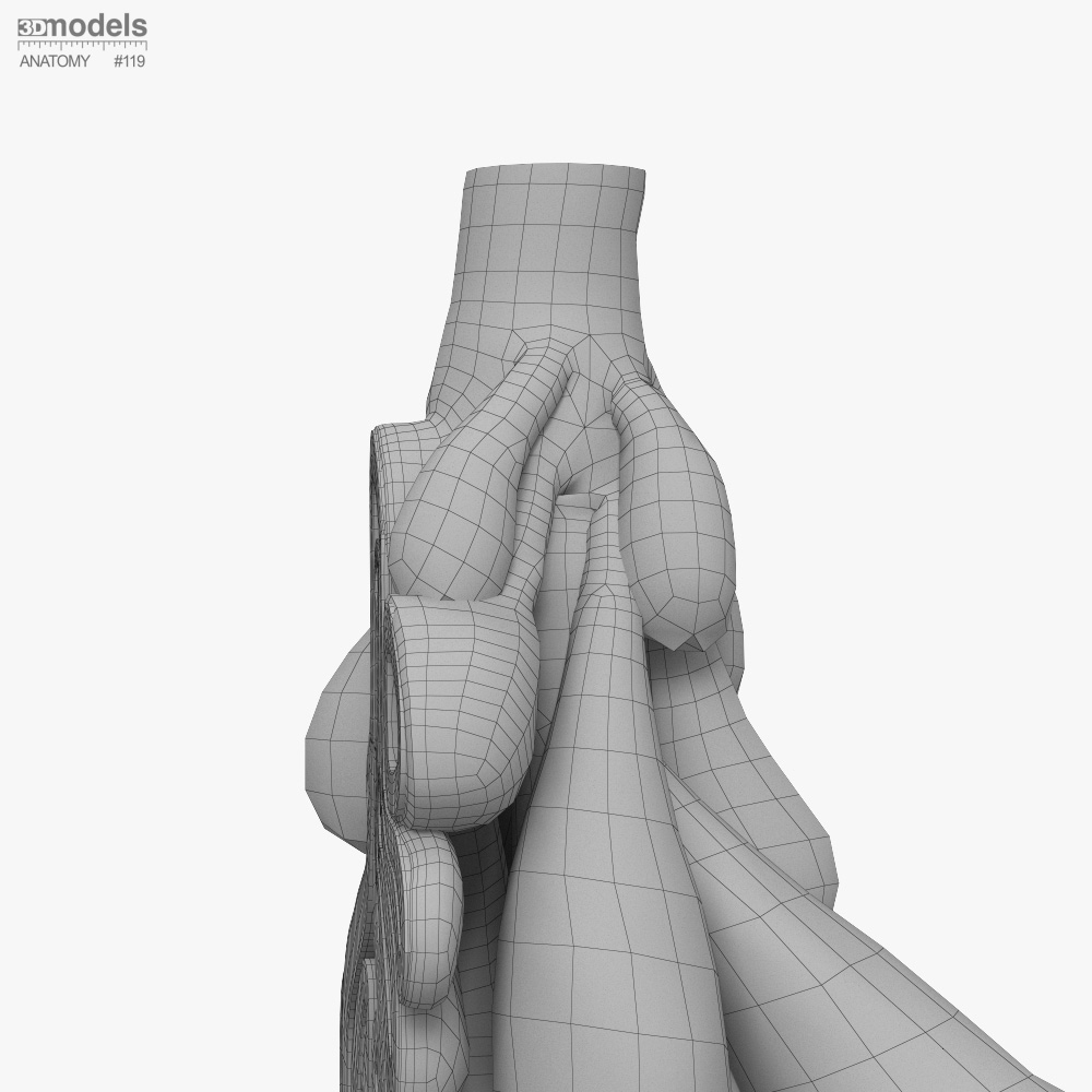 Glándula Salival Submandibular Humana Modelo 3D - Descargar Anatomy on ...