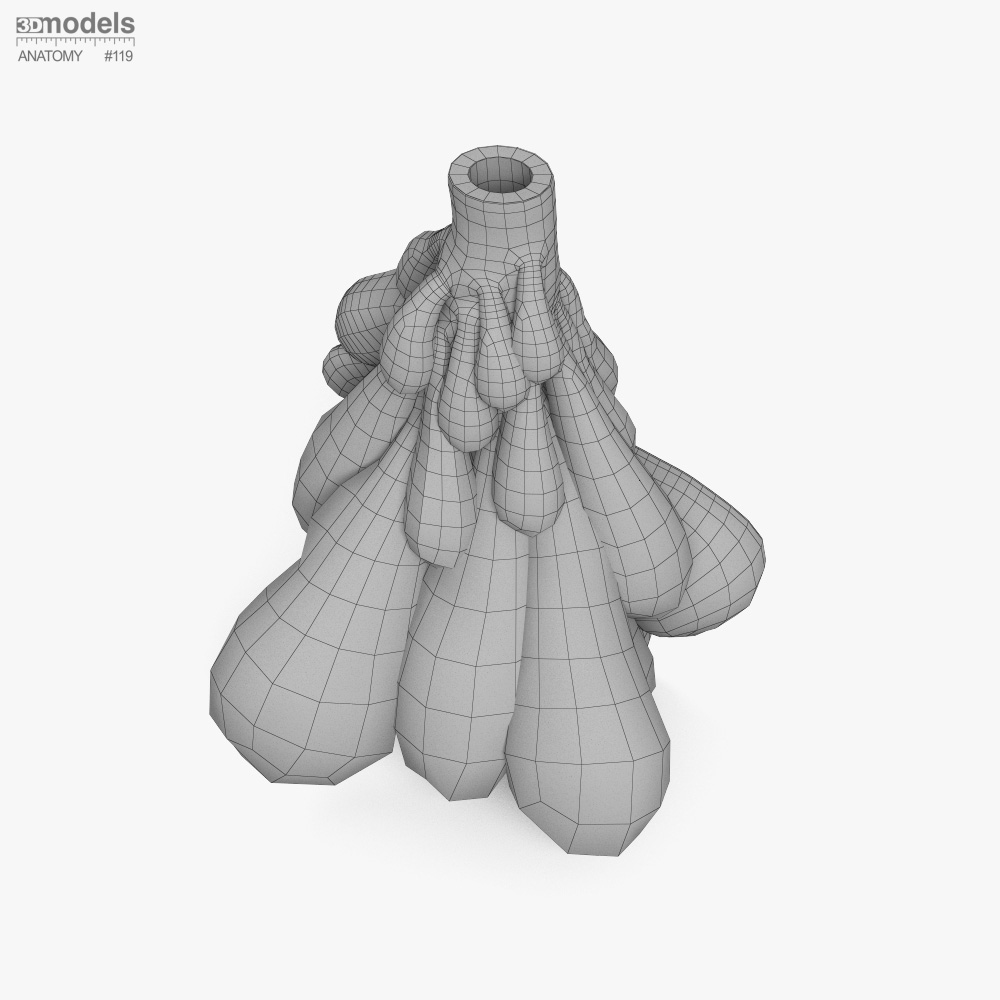 Human Digestive Submandibular Gland 3D model - Download Anatomy on ...