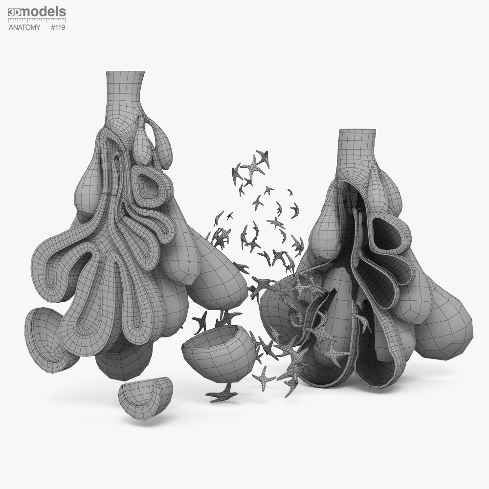 Human Digestive Submandibular Gland 3D model - Download Anatomy on ...