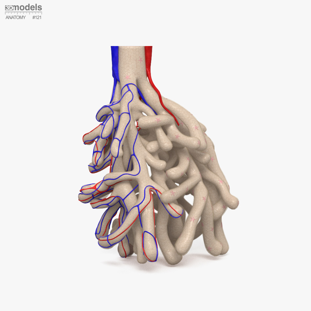 Glándula Salival Sublingual Humana Modelo 3D - Descargar Anatomy ...