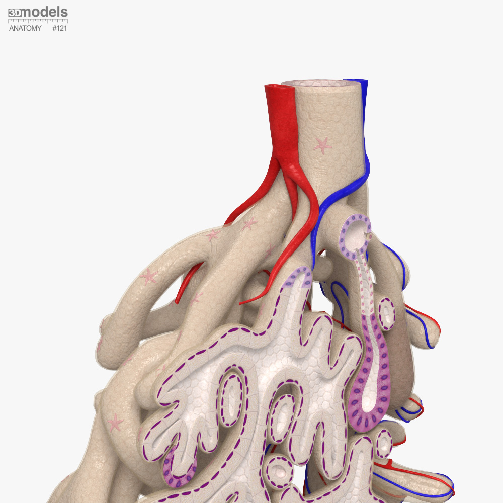 Glándula Salival Sublingual Humana Modelo 3D - Descargar Anatomy ...