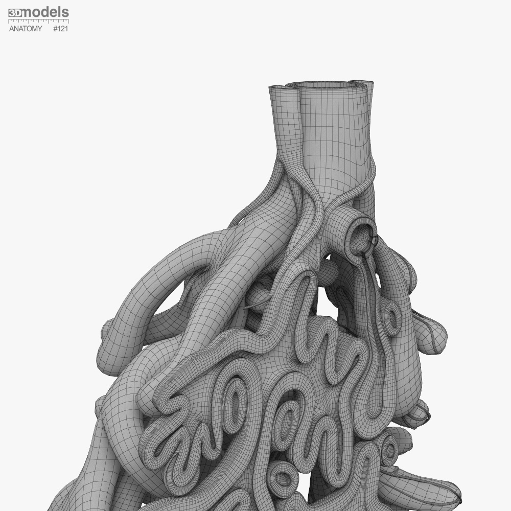 Glándula Salival Sublingual Humana Modelo 3D - Descargar Anatomy ...