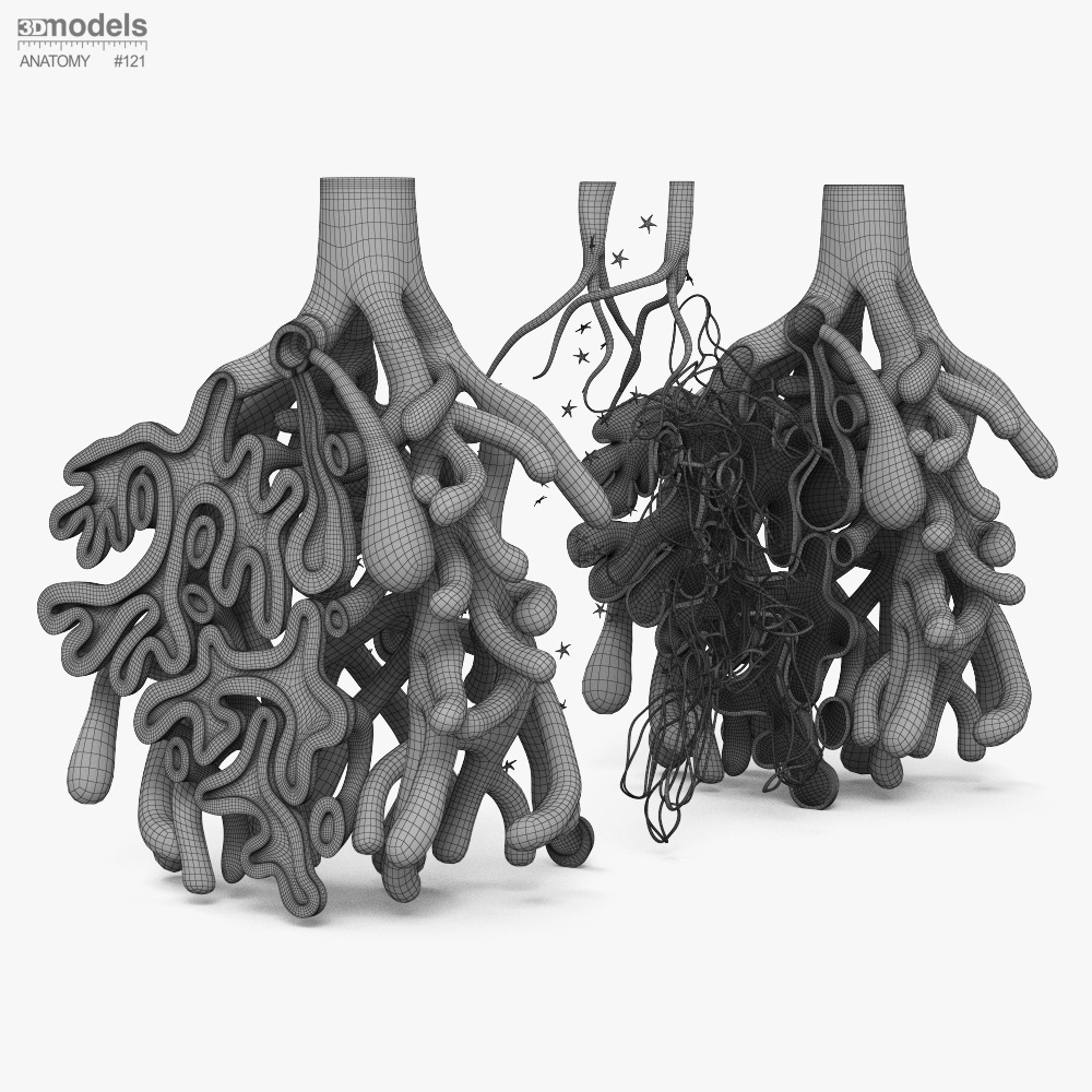Glándula Salival Sublingual Humana Modelo 3D - Descargar Anatomy ...
