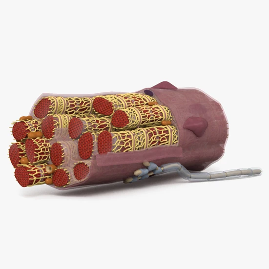 Cell 3D Models Download - 3DModels.org