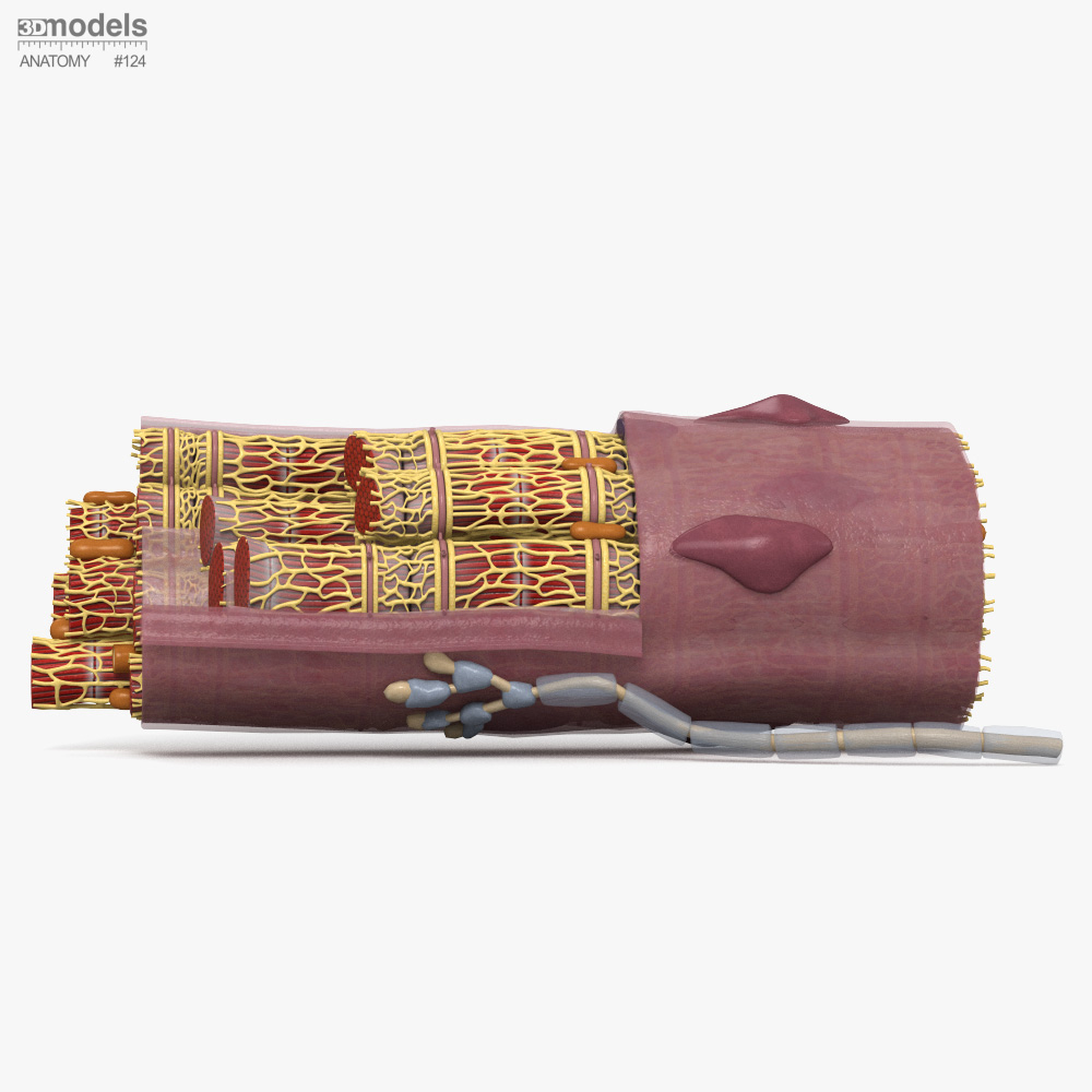 Human Skeletal Muscle Fiber 3D model - Download Anatomy on 3DModels.org