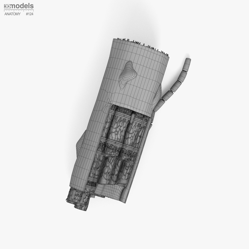 Human Skeletal Muscle Fiber 3D model - Download Anatomy on 3DModels.org