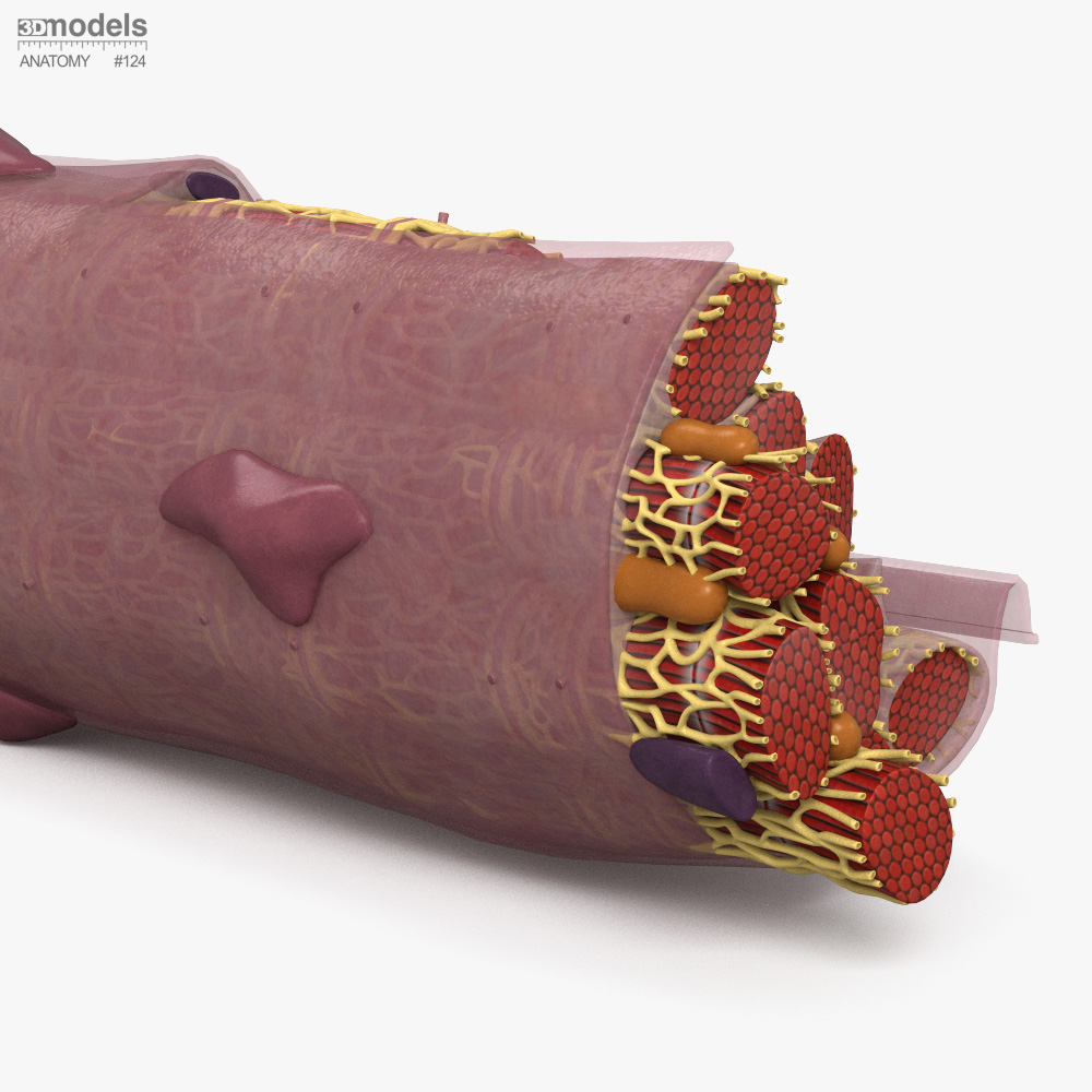 Human Skeletal Muscle Fiber 3D model - Download Anatomy on 3DModels.org