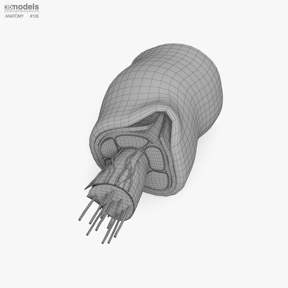Human Peripheral Nerve 3D model - Download Anatomy on 3DModels.org