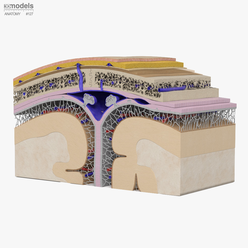 Human Meninges 3D model - Download Anatomy on 3DModels.org