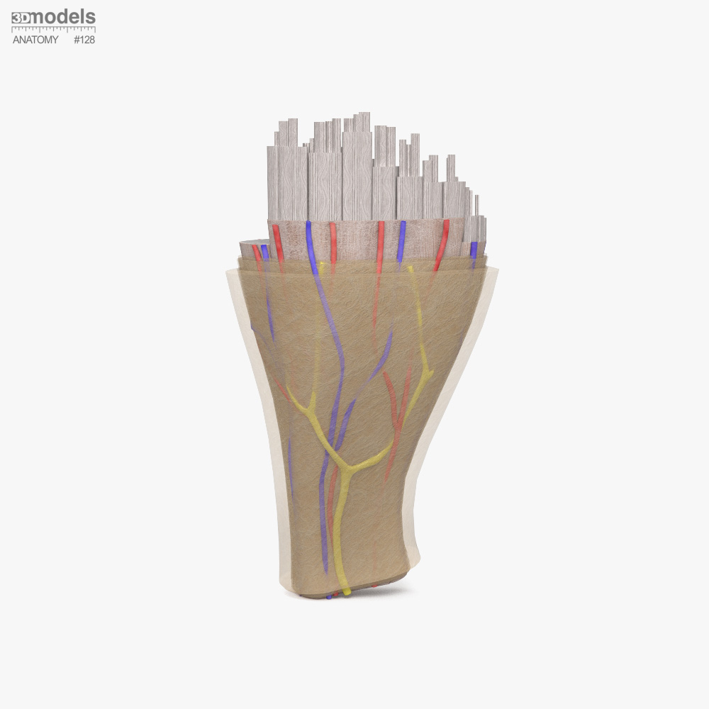인간 힘줄 3D 모델 - 다운로드 Anatomy 켜기 3DModels.org