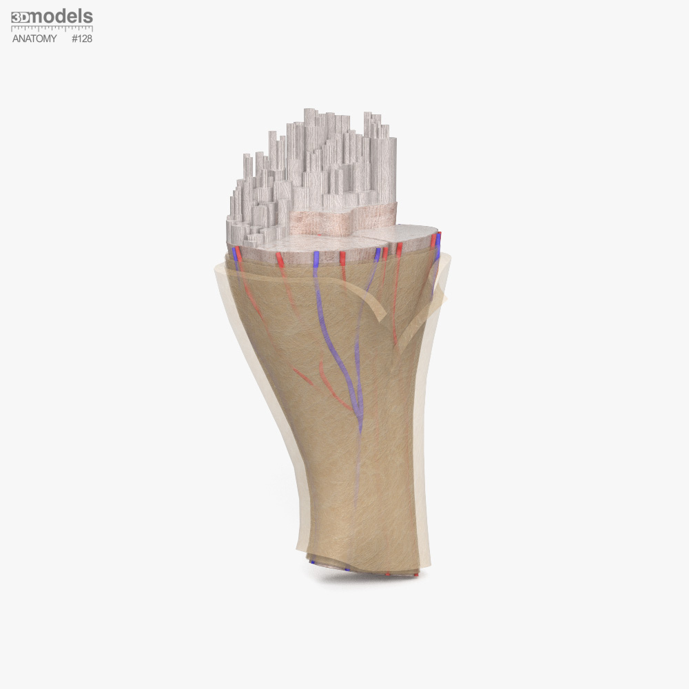 Tendon Humain Modèle 3D - Télécharger Anatomy on 3DModels.org