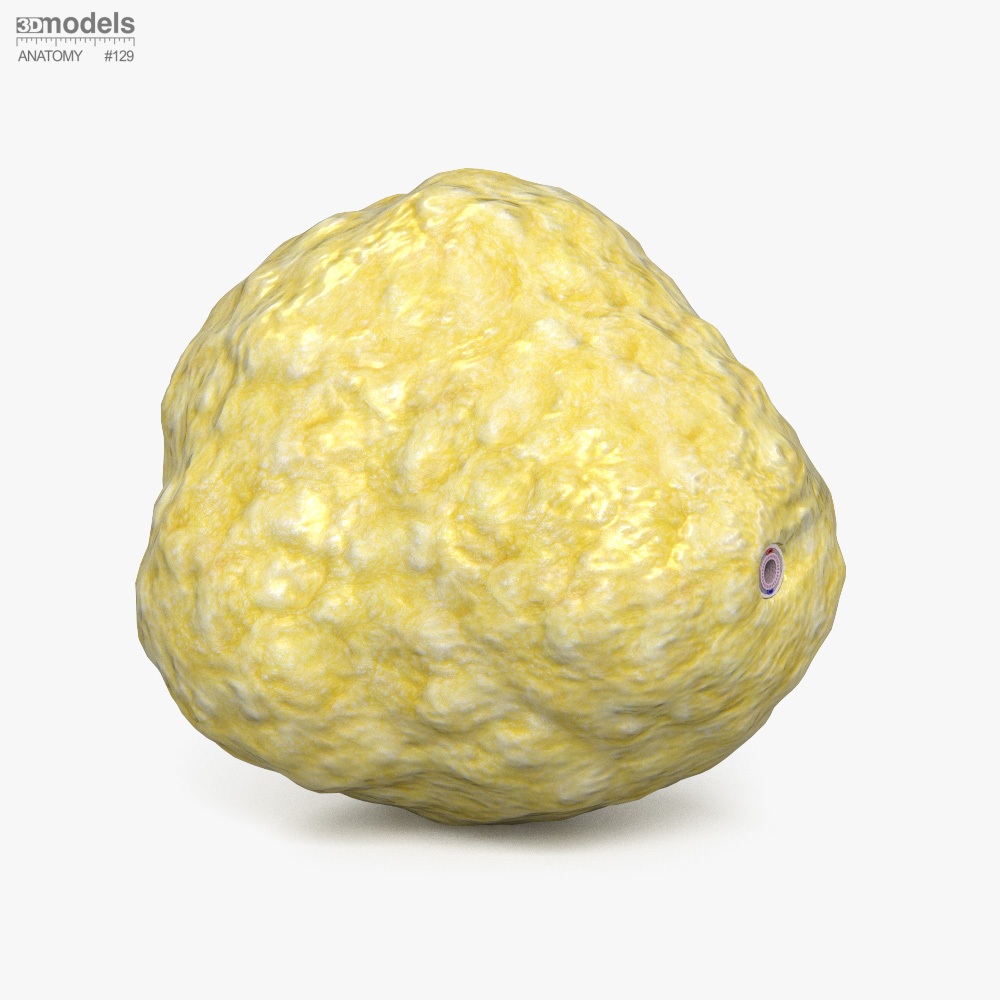 Human Mammary Gland 3D model - Download Anatomy on 3DModels.org