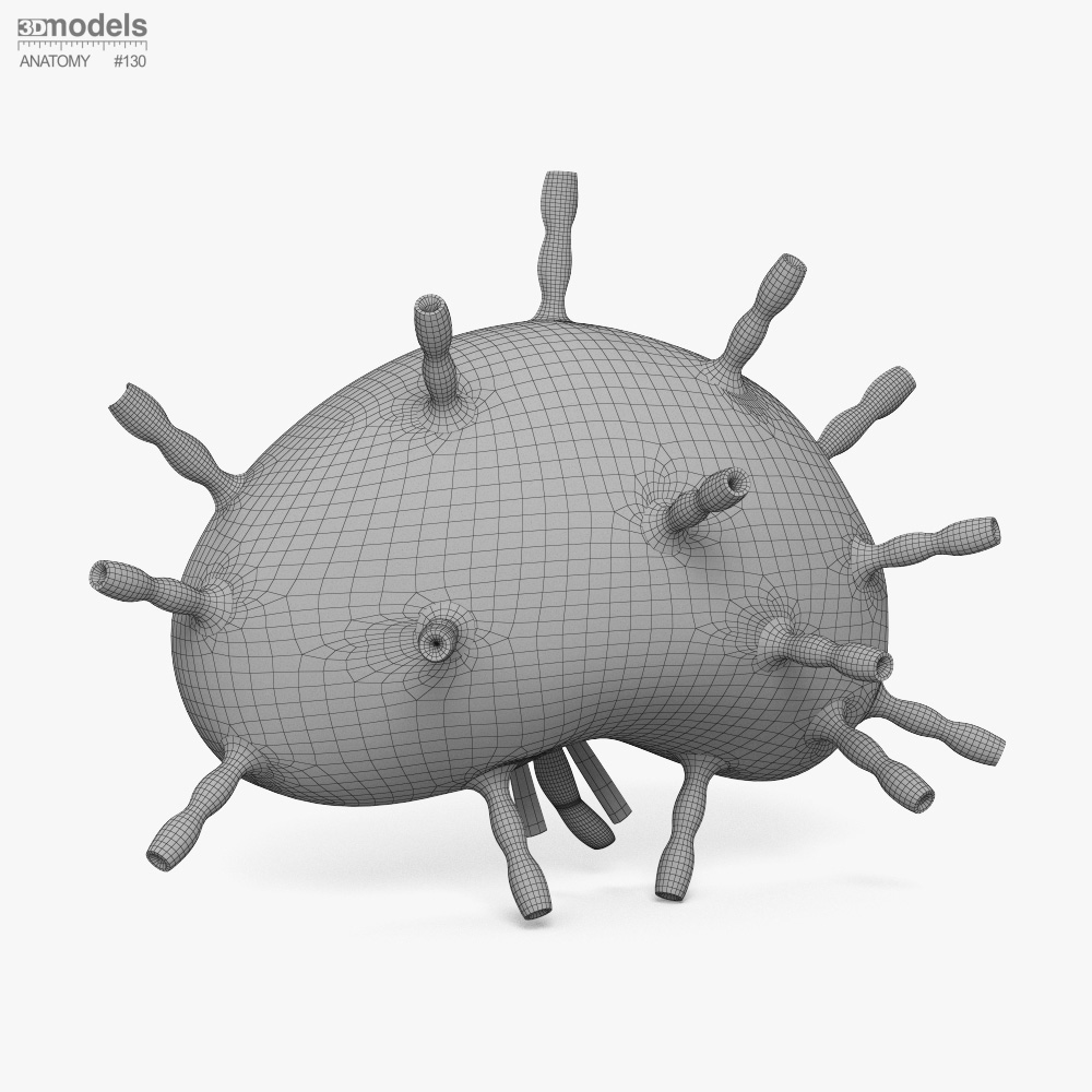 Human Lymph Node 3D modeli - İndir Anatomy üzerinde 3DModels.org