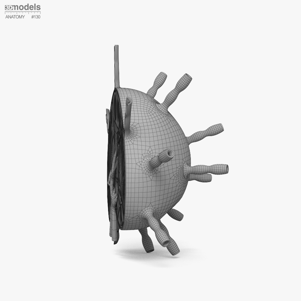 Human Lymph Node 3D modeli - İndir Anatomy üzerinde 3DModels.org