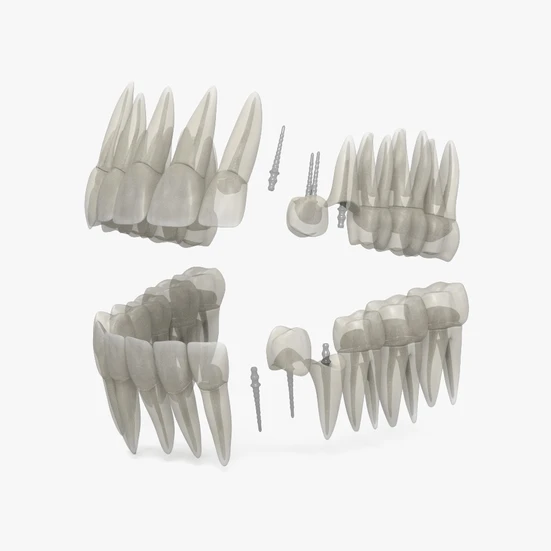 Human teeth 3D Models Download - 3DModels.org