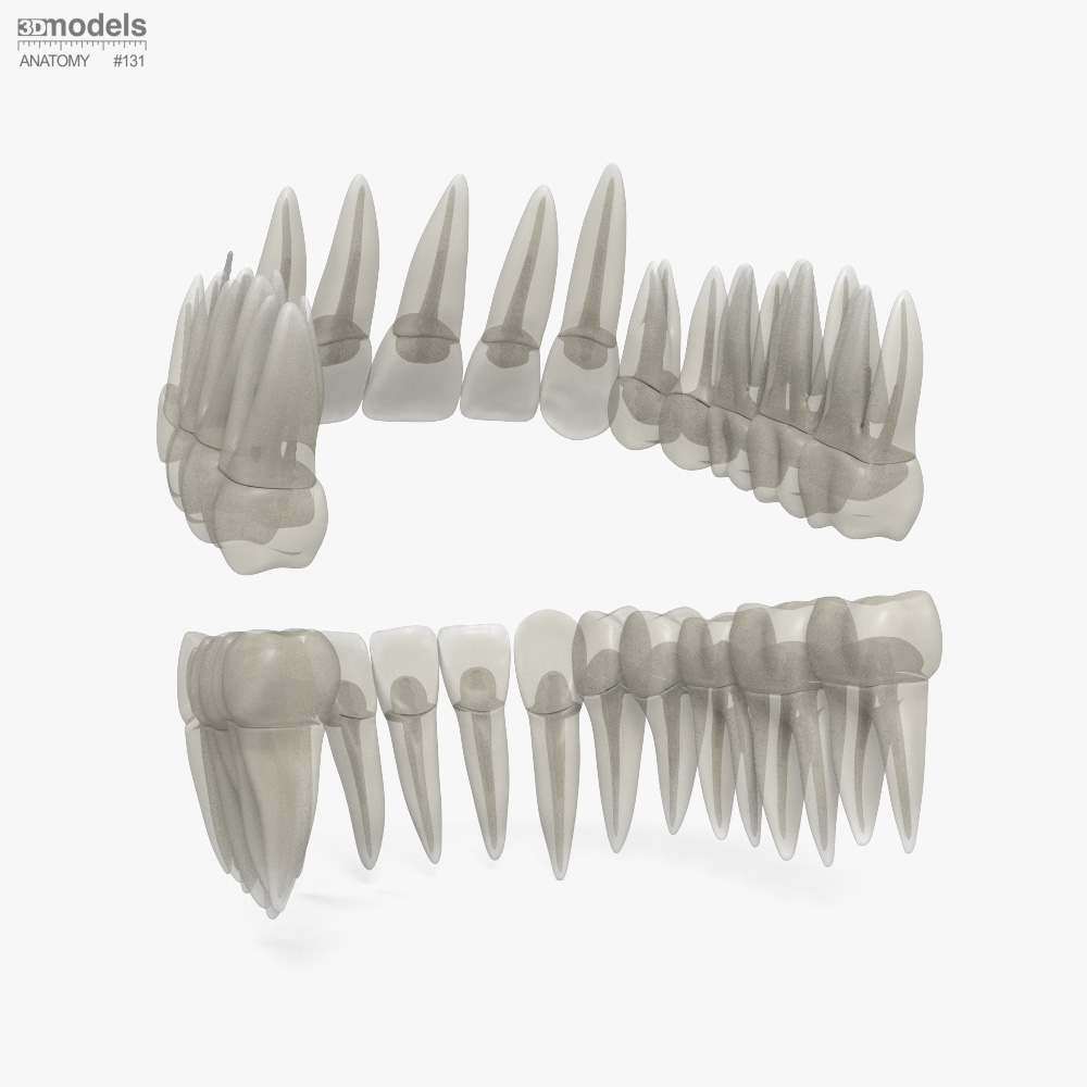 Dental Fiberglass Pins 3D model - Download Anatomy on 3DModels.org