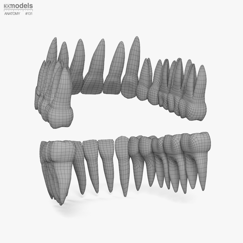 Dental Fiberglass Pins 3D model - Download Anatomy on 3DModels.org