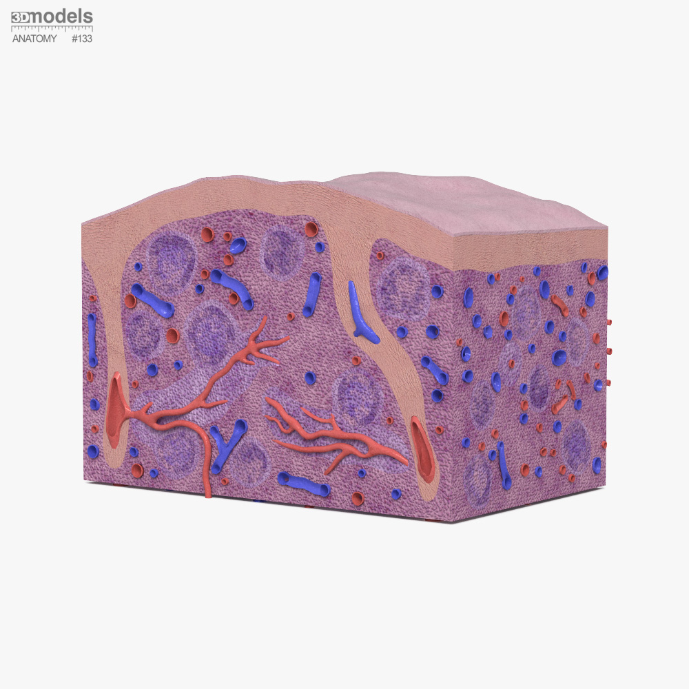 Human Spleen 3D model - Download Anatomy on 3DModels.org