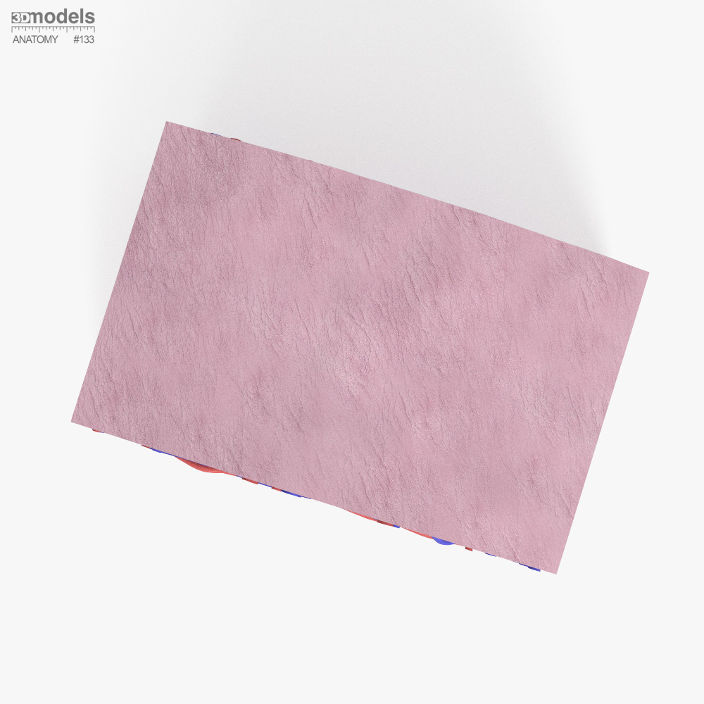 Human Spleen 3D model - Download Anatomy on 3DModels.org