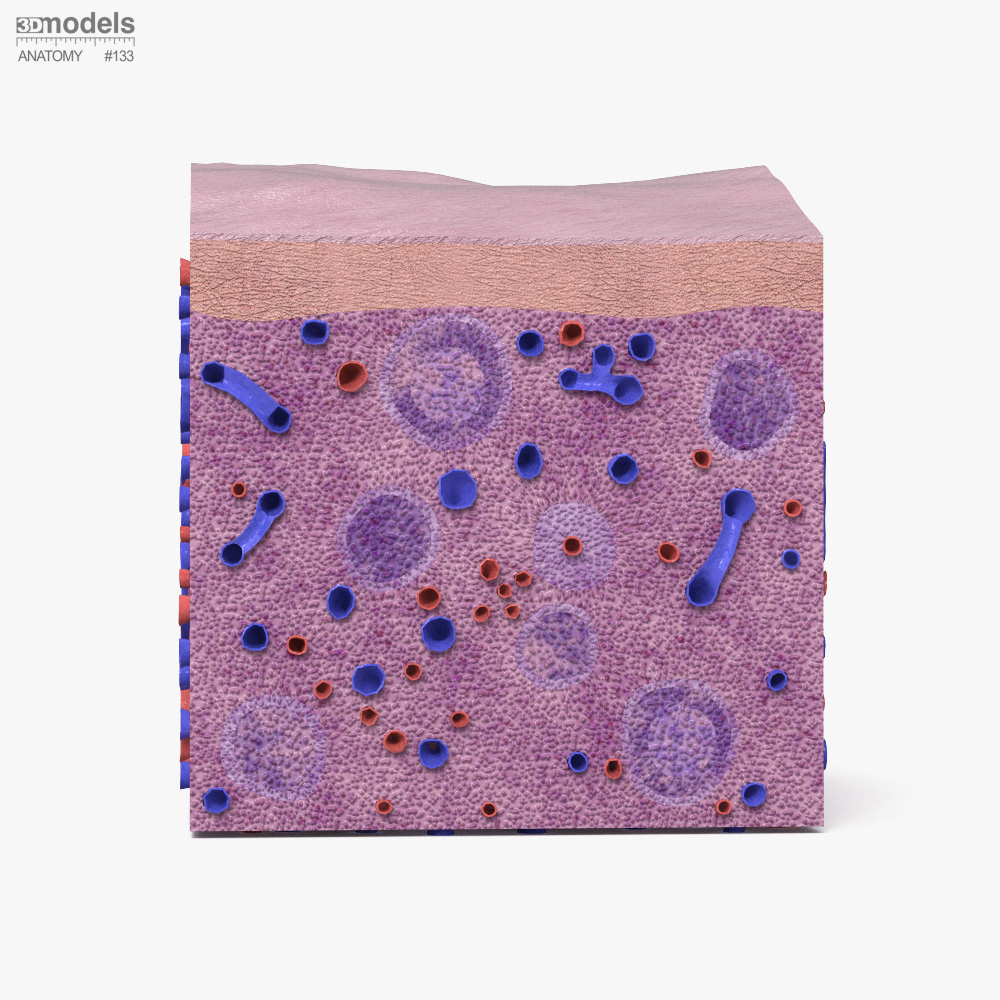 Human Spleen 3D model - Download Anatomy on 3DModels.org