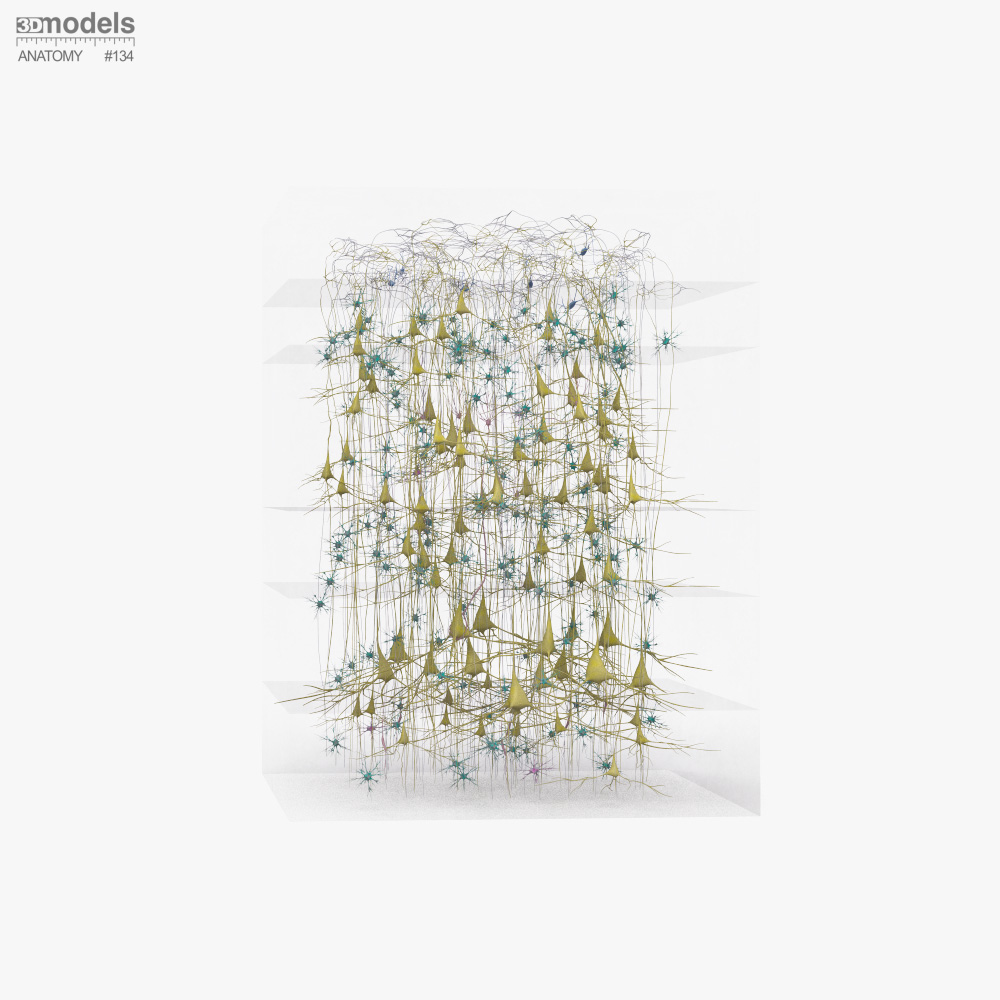 Human Cerebral Cortex 3D model - Download Anatomy on 3DModels.org