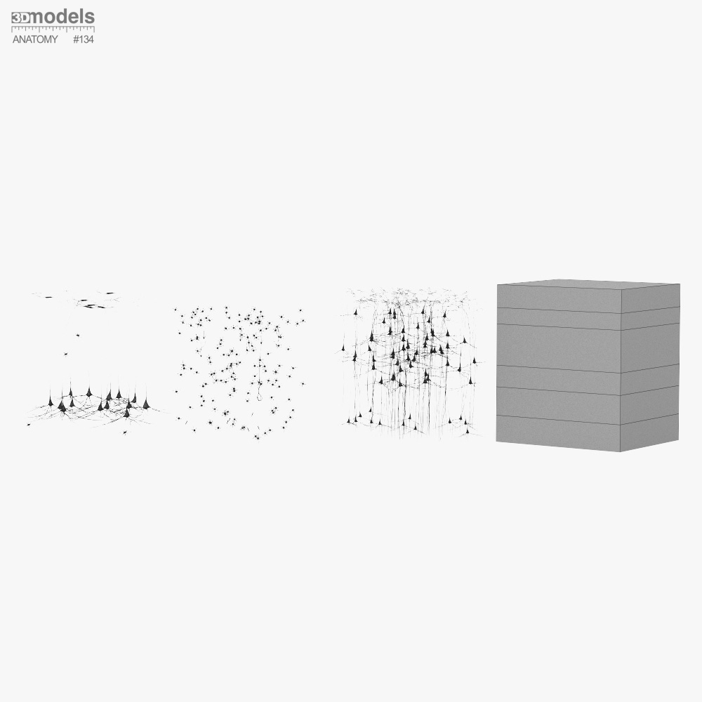 Human Cerebral Cortex 3D model - Download Anatomy on 3DModels.org