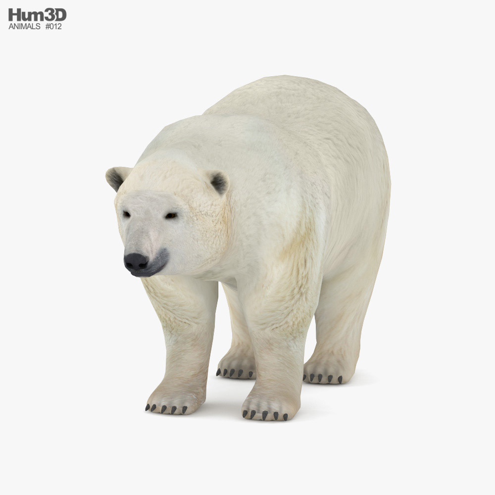 Oso Polar Low Poly Rigged Modelo 3D - Descargar Mammalia on 3DModels.org