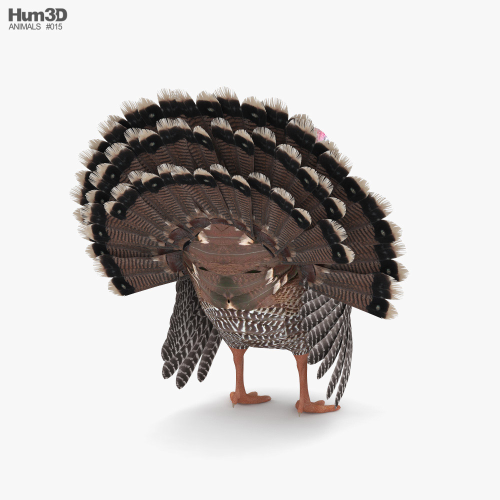 Turkey Low Poly Rigged 3D model - Download Birds on 3DModels.org