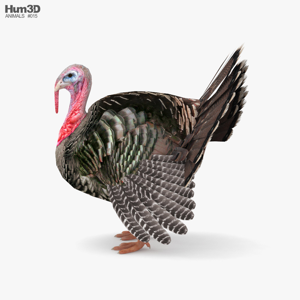 Turkey Low Poly Rigged 3D model - Download Birds on 3DModels.org