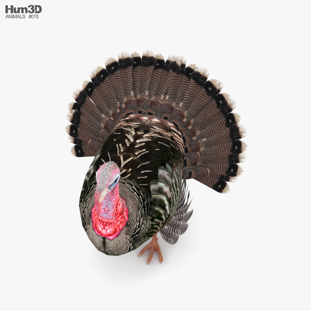Turkey Low Poly Rigged 3D model - Download Birds on 3DModels.org