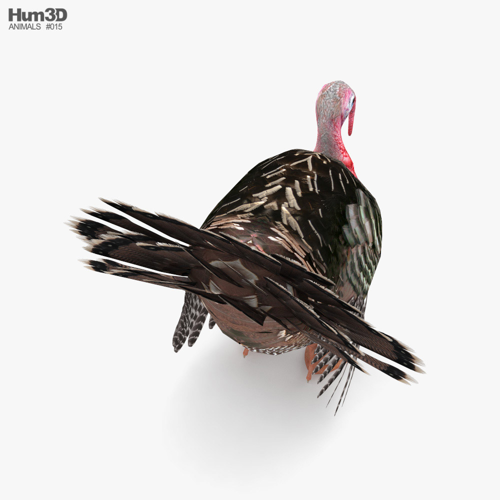 Turkey Low Poly Rigged 3D model - Download Birds on 3DModels.org