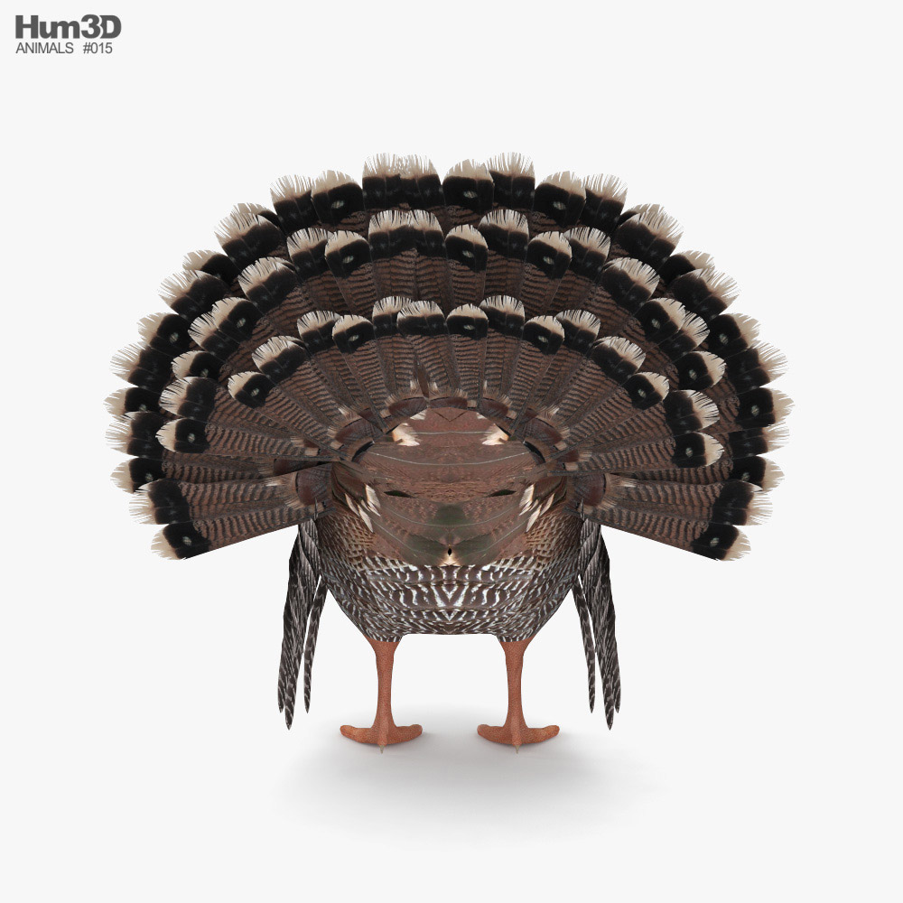 Turkey Low Poly Rigged 3D model - Download Birds on 3DModels.org