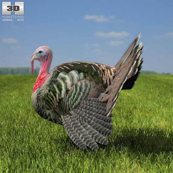 Turkey Low Poly 3D model - Download Birds on 3DModels.org