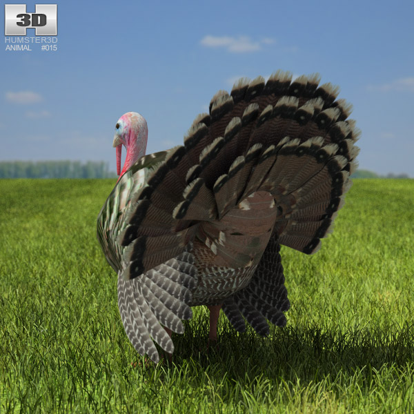 Turkey Low Poly 3D model - Download Birds on 3DModels.org