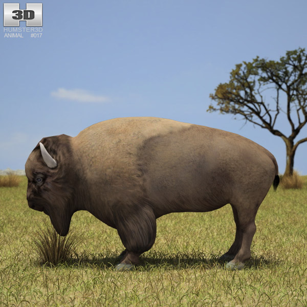 American Bison Low Poly 3D model - Download Mammals on 3DModels.org