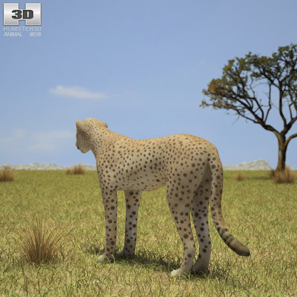 Cheetah Low Poly 3D model - Download Mammals on 3DModels.org