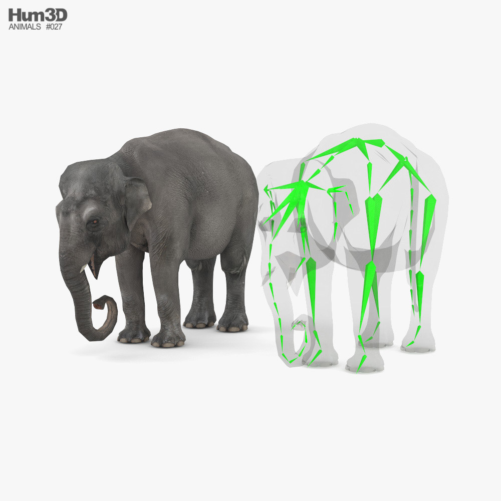 Asian Elephant Low Poly Rigged 3D model - Download Mammals on 3DModels.org