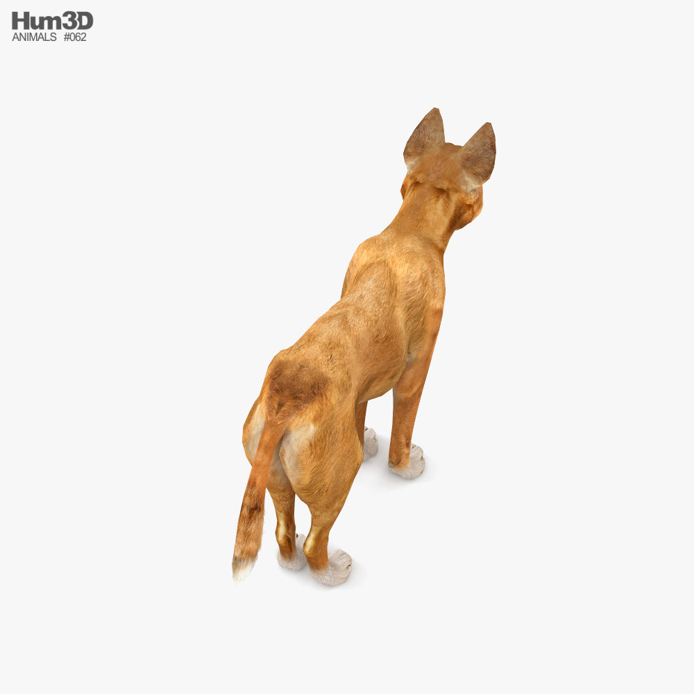딩고 Low Poly Rigged 3D 모델 - 다운로드 포유류 on 3DModels.org