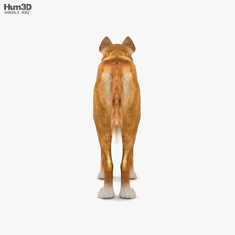 딩고 Low Poly Rigged 3D 모델 - 다운로드 포유류 on 3DModels.org